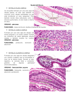 Glandulas Mixtas y Tejido Conectivo: Anatomía y Funciones - Studocu