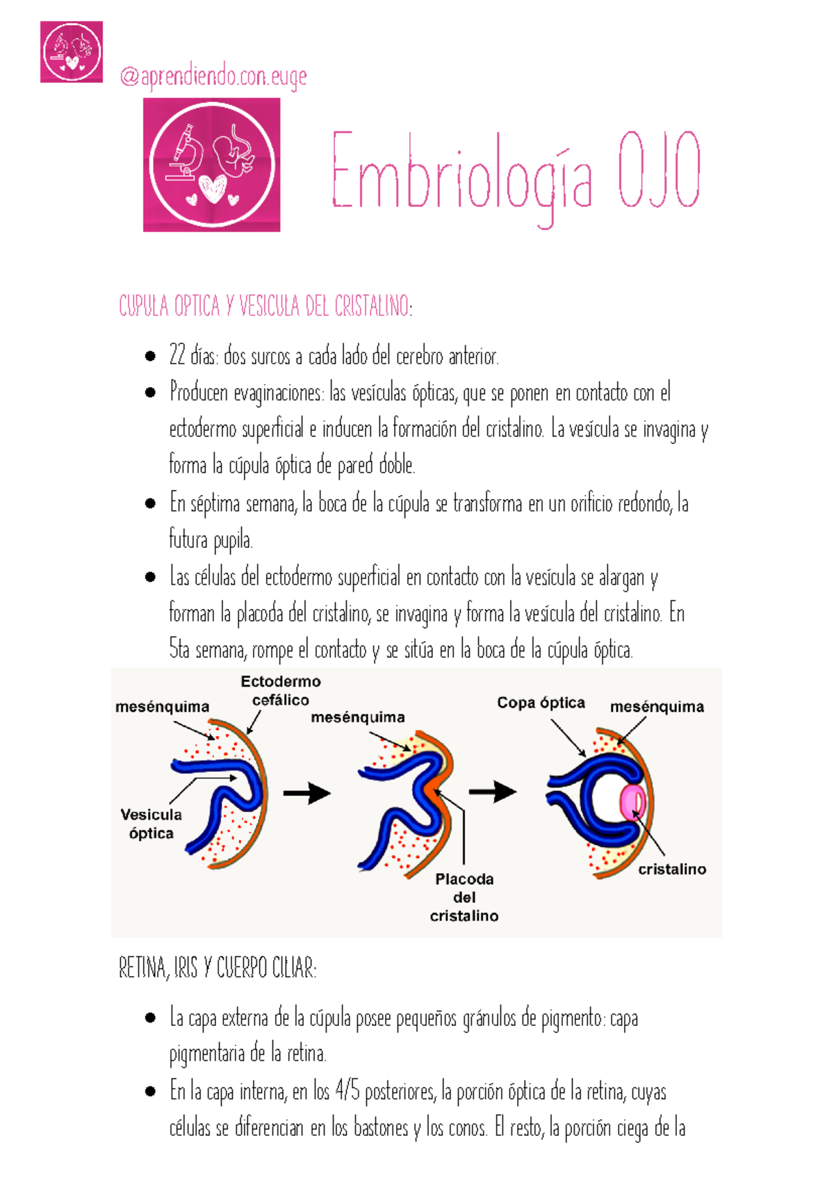OJO 101 - Anatomía del Ojo: Cúpula Óptica y Formación del Cristalino ...