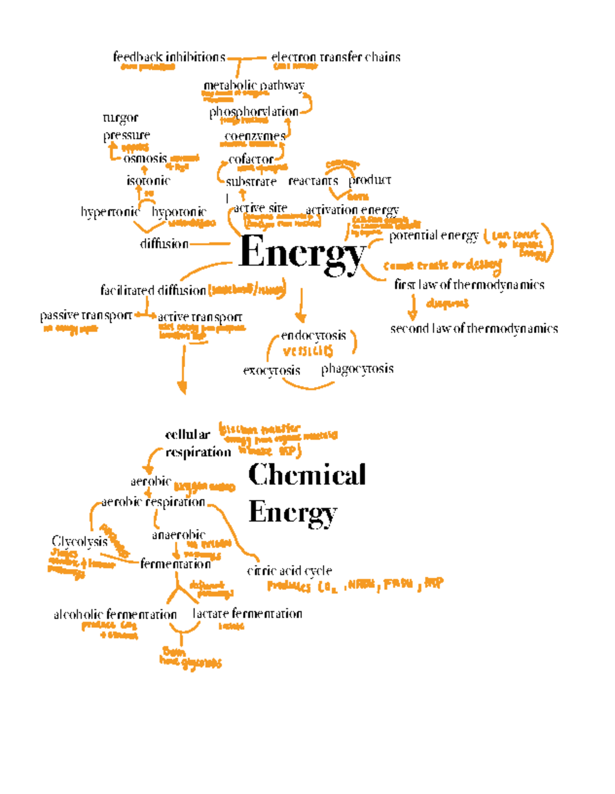BIO 189 Notes - Energy and Thermodynamics Overview - Studocu