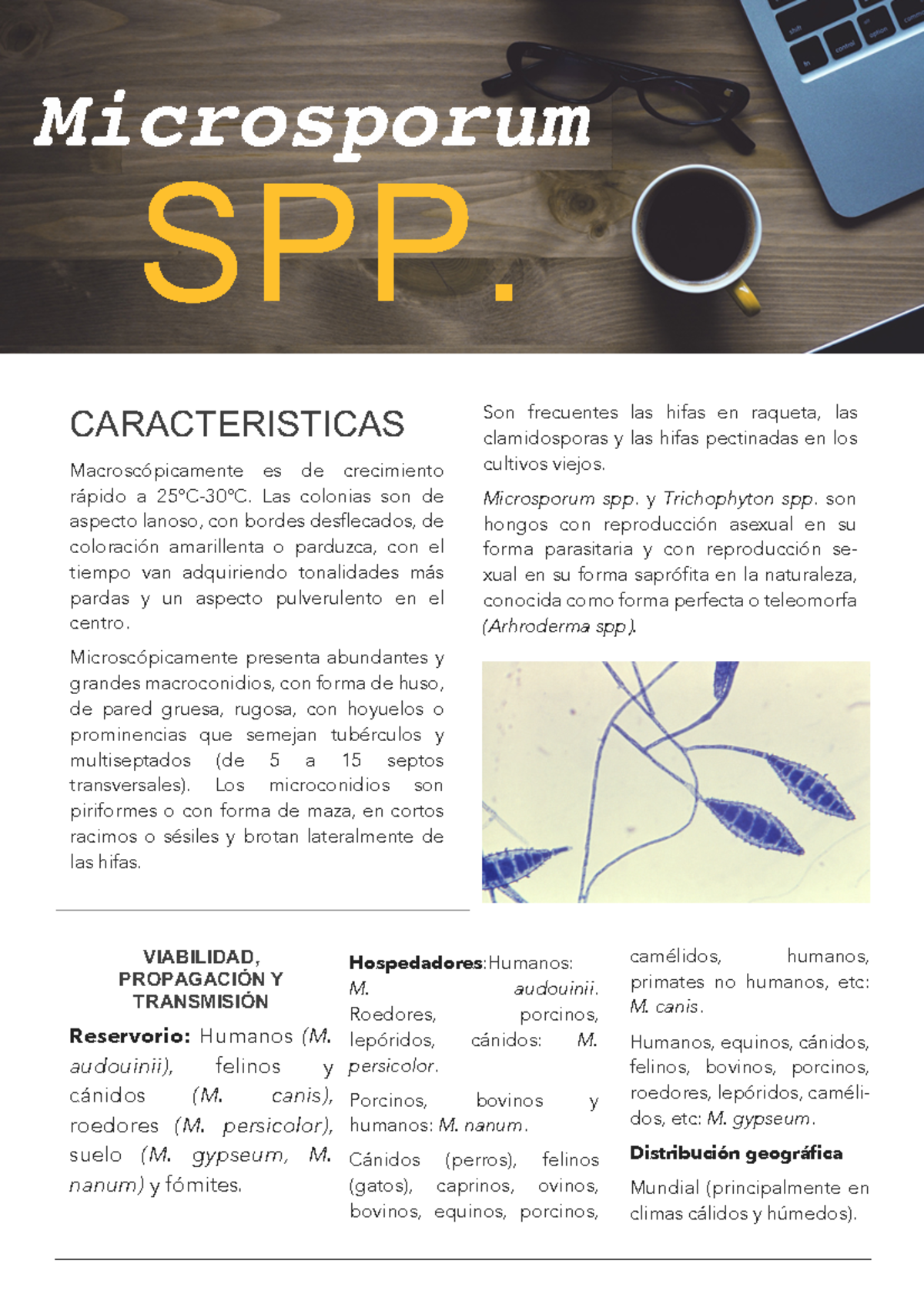 Microsporum spp - resumen - SPP. Microsporum CARACTERISTICAS ...