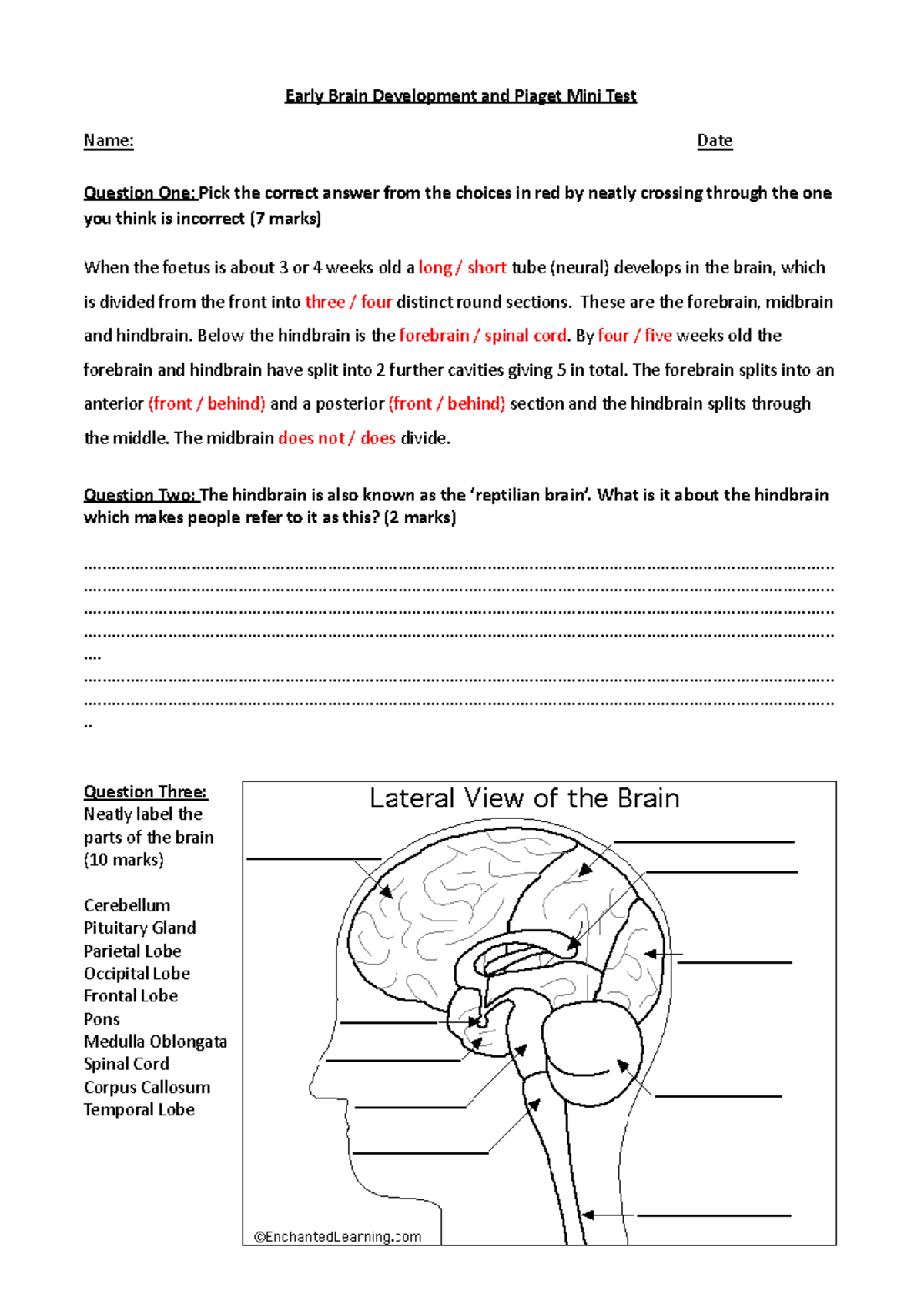 Development Revision W.S - Early Brain Development and Piaget Mini Test ...