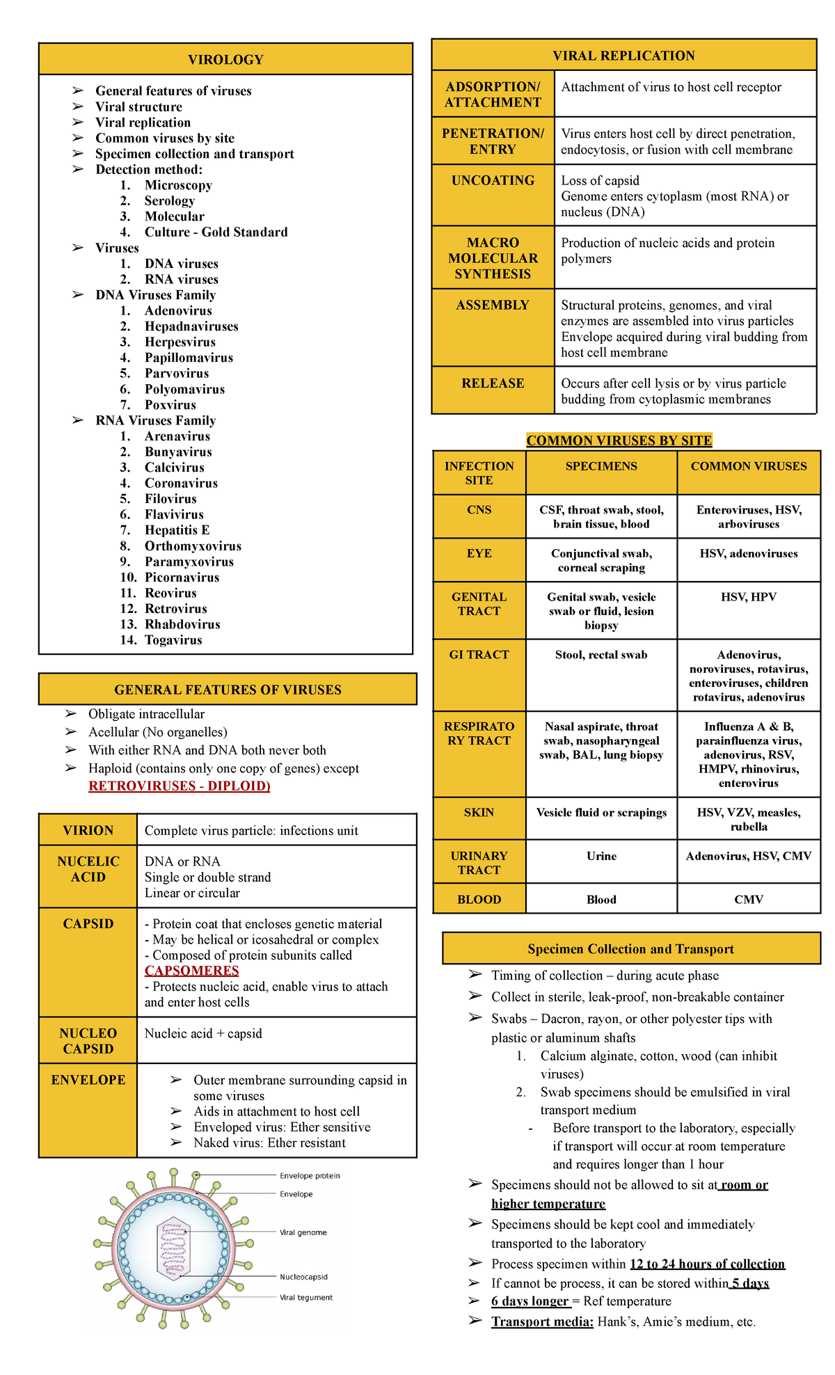 Virology MTAP2 - Comprehensive Overview of Viral Replication and ...