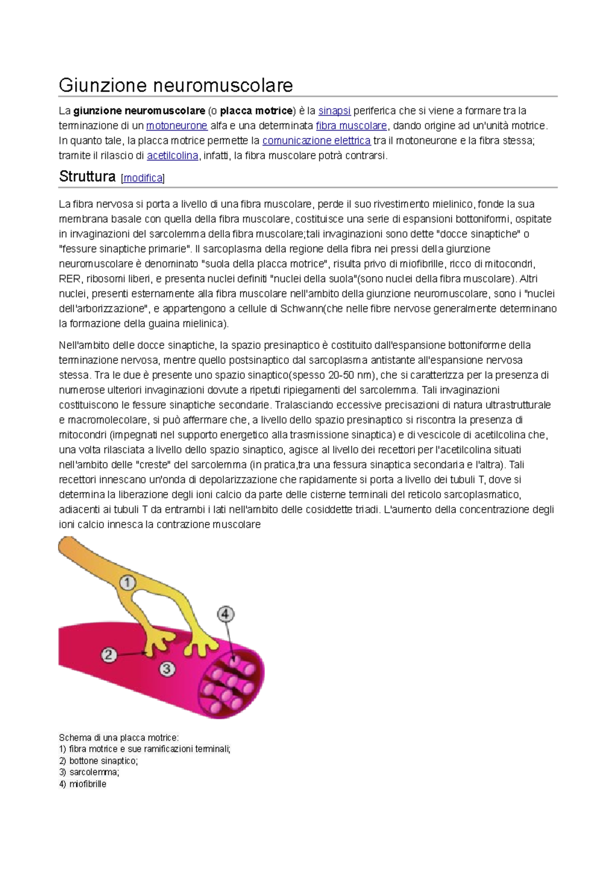 Giunzione neuromuscolare - Giunzione neuromuscolare La giunzione ...