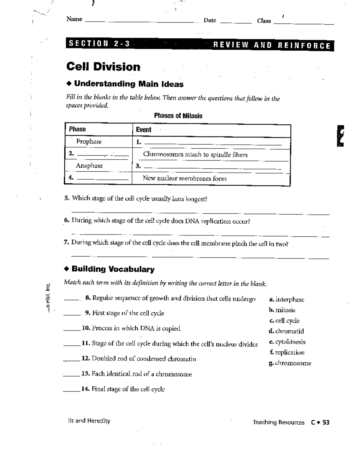 Mitosis Worksheet - Name Date Class SECTION 2 3 REVIEW AND REINFORCE ...