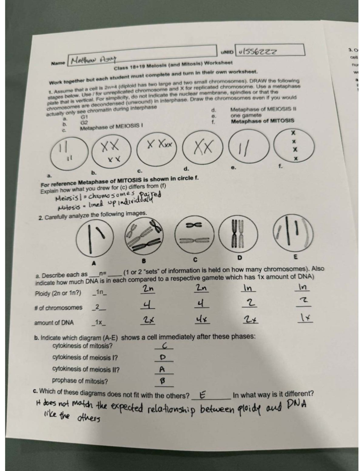 18+19 pt 1 - Lecture Notes on Meiosis and Mitosis Worksheet - Studocu