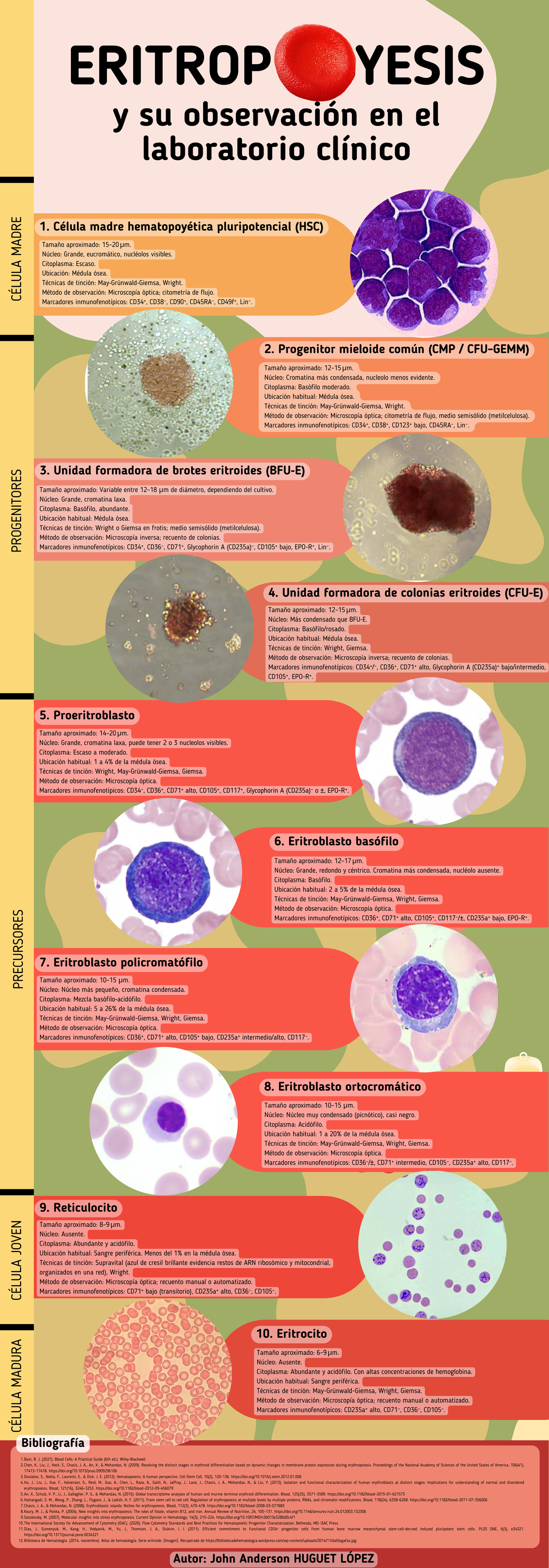 Infografía sobre Eritropoyesis en Células Madre - HEM 101 - Studocu