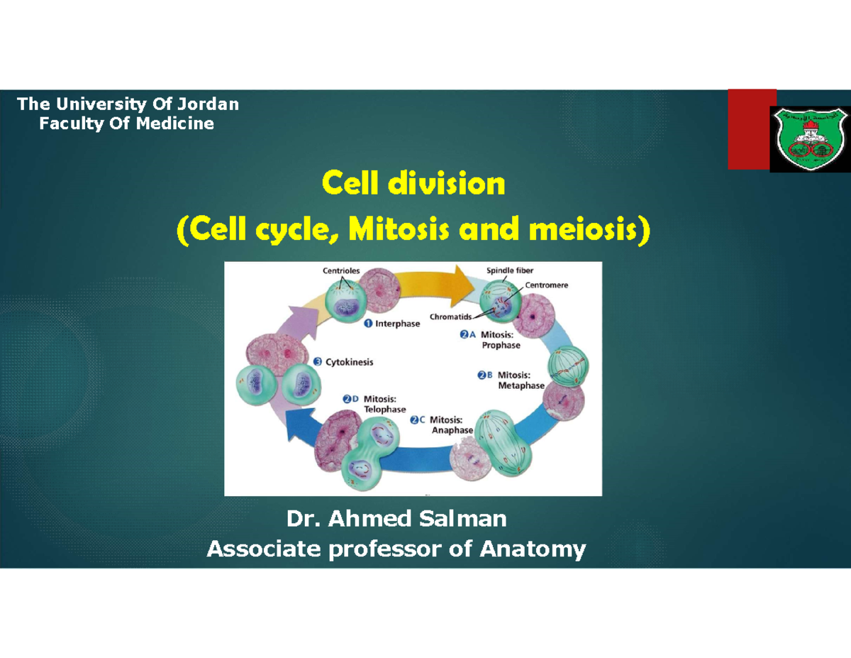 Mitosis and Meiosis: Anatomy Notes (ANAT 101) - Studocu