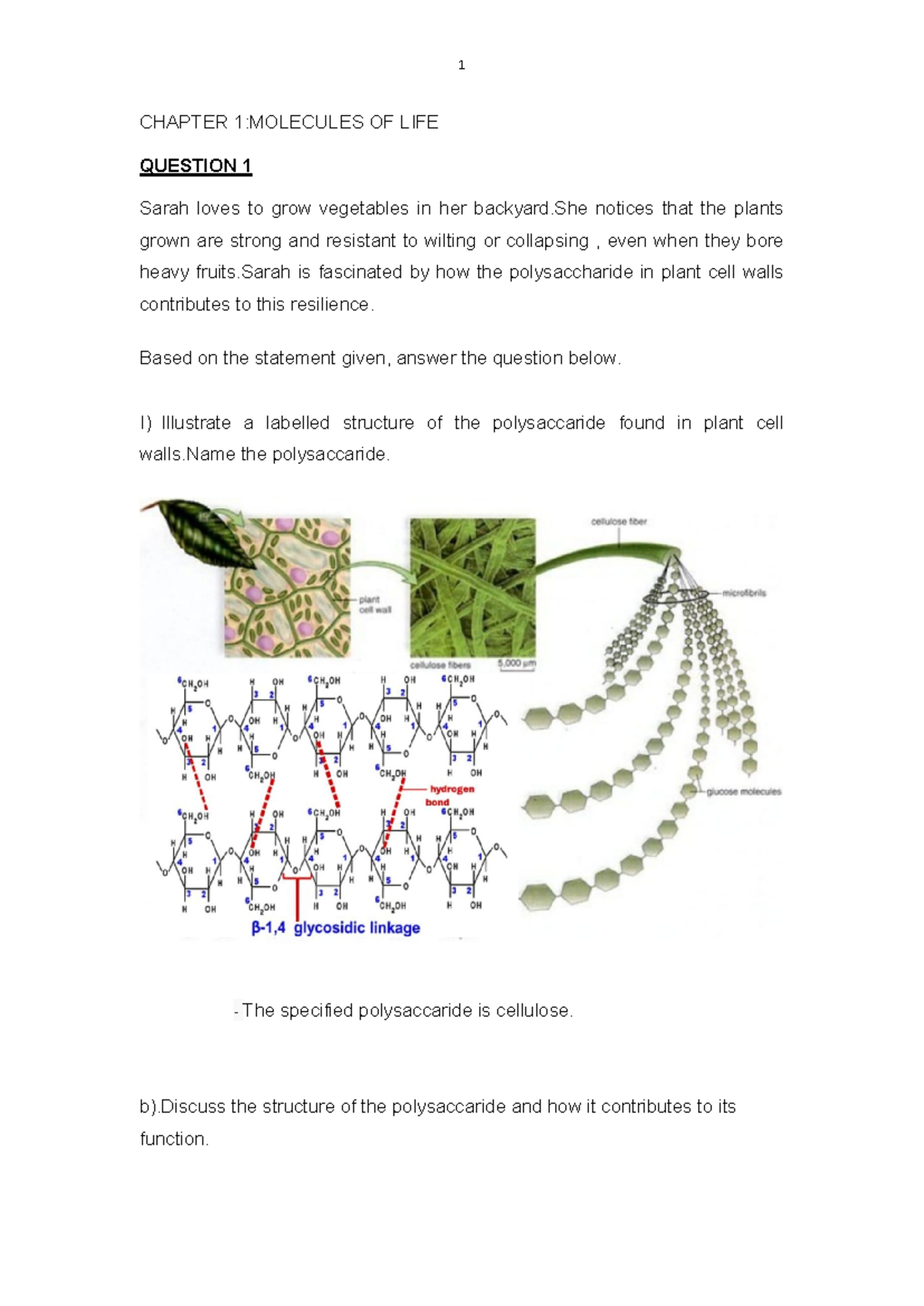 SB015 Biologi Assignment: Molecules of Life & Cell Structure Analysis ...