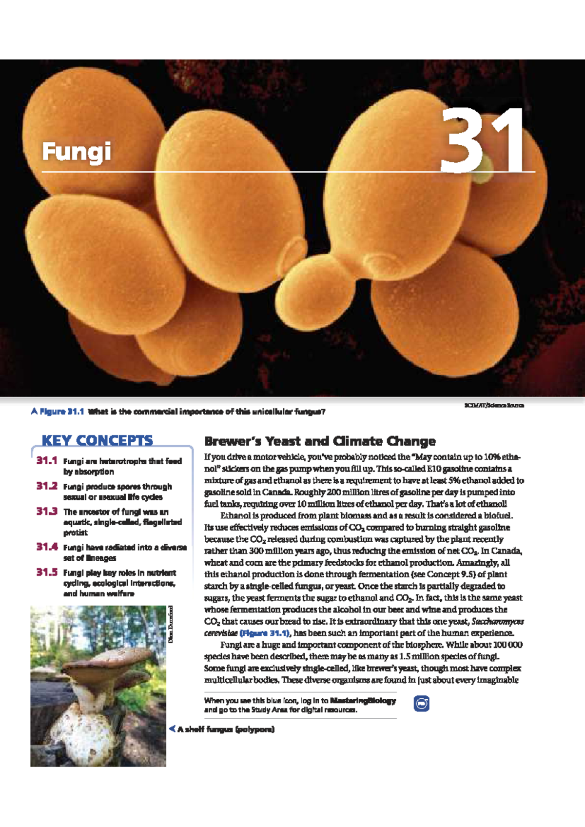 BIO153 Chapter 31: Key Concepts on Fungi and Their Ecological Roles ...