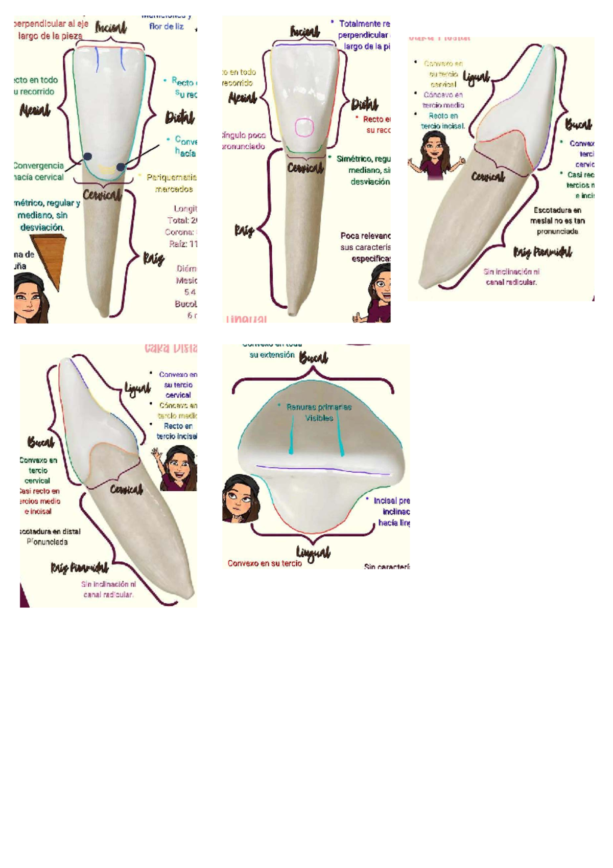 Análisis de la Estructura Dental: Documento A4 de Características ...