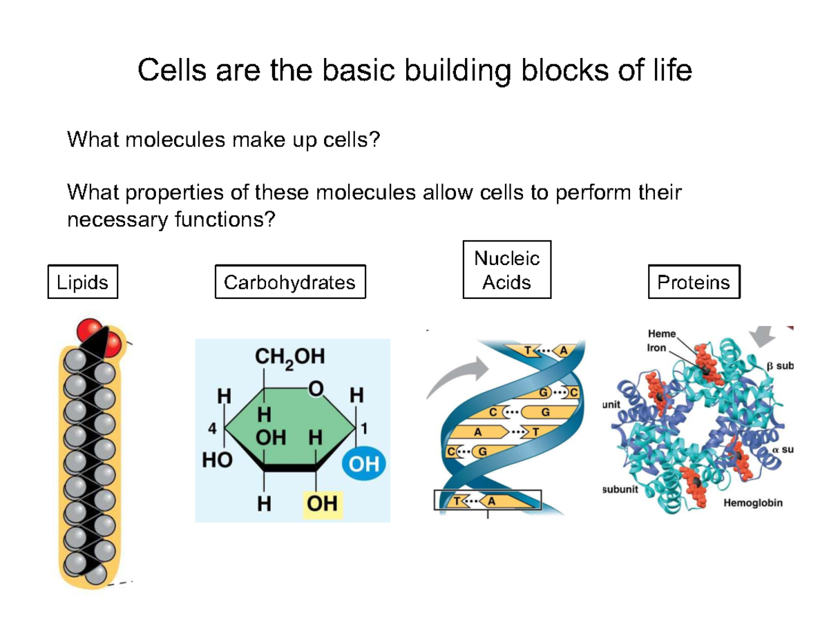 Biol 1009 FA25: Overview of Biomolecules & Their Functions - Studocu