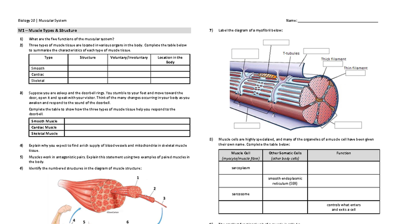 M0 Muscle Workbook - Biology 20 | Muscular System Name