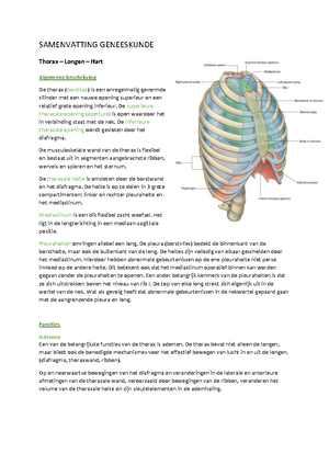 Anatomie en fysiologie hoofdstuk 13 - 13 Arterie, arteriolen ...