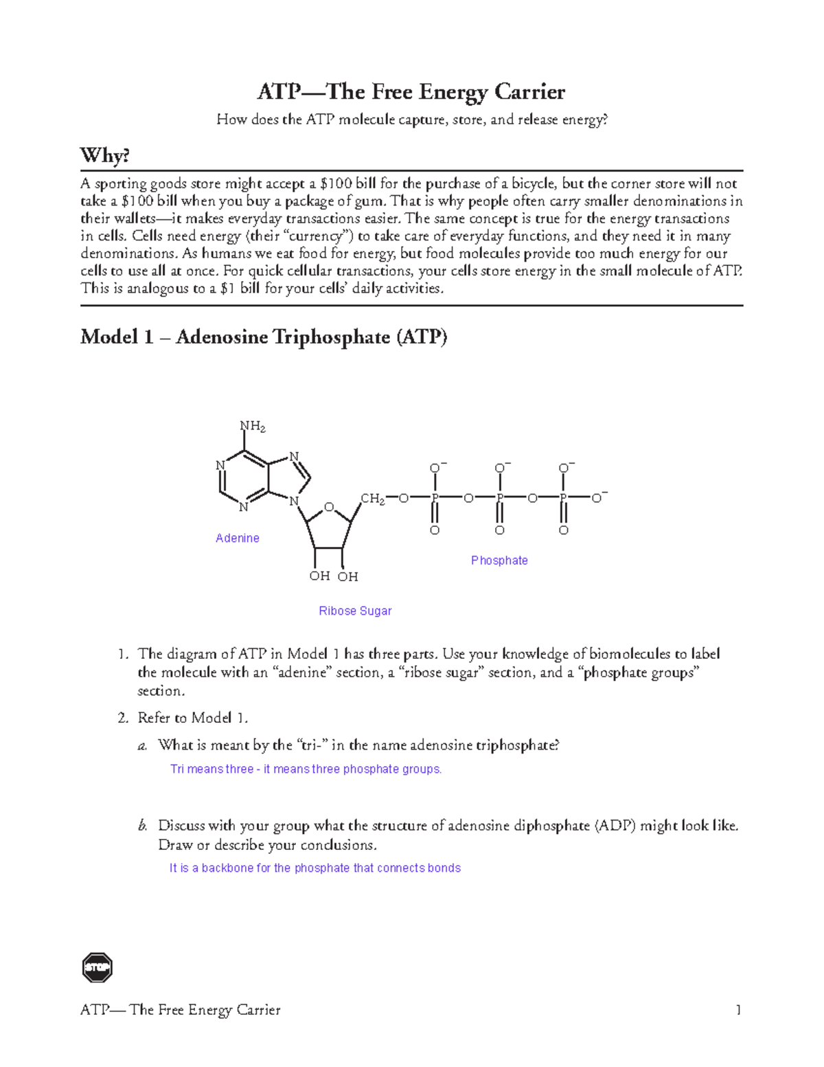 ATP - The Free Energy Carrier - POGIL Activities for AP Biology - Studocu