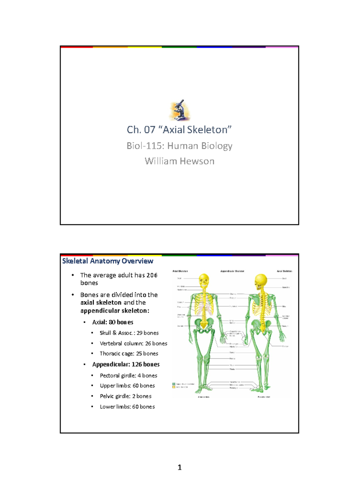 Bio 115 Ch. 07 Lecture Notes Summary: Skeletal Anatomy Insights - Studocu