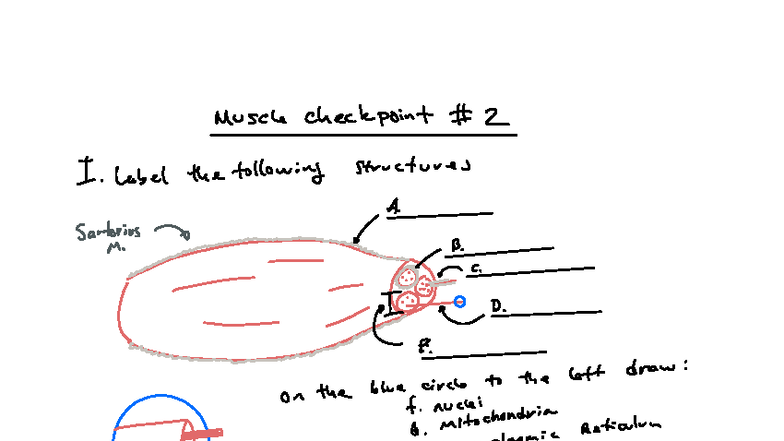 Muscle Physiology: Contraction Types & Recruitment Principles (BIO101 ...