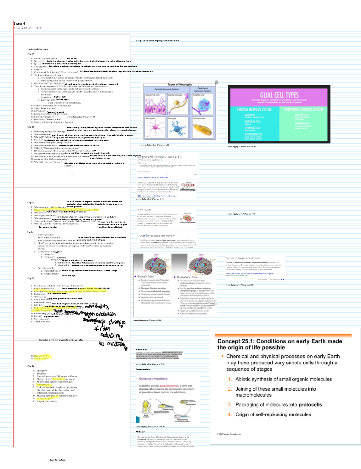 Exam 4 study guide - Formation of new species, genetic break ...