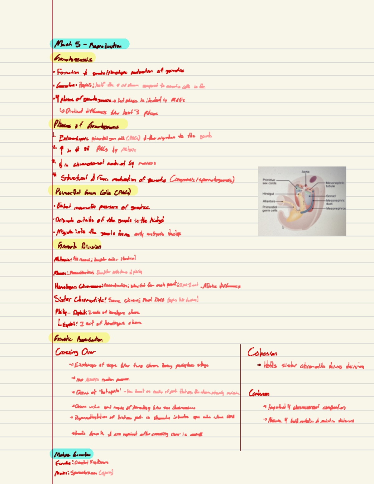 Reproductive Biology MD Notes: Gametogenesis Overview - Studocu