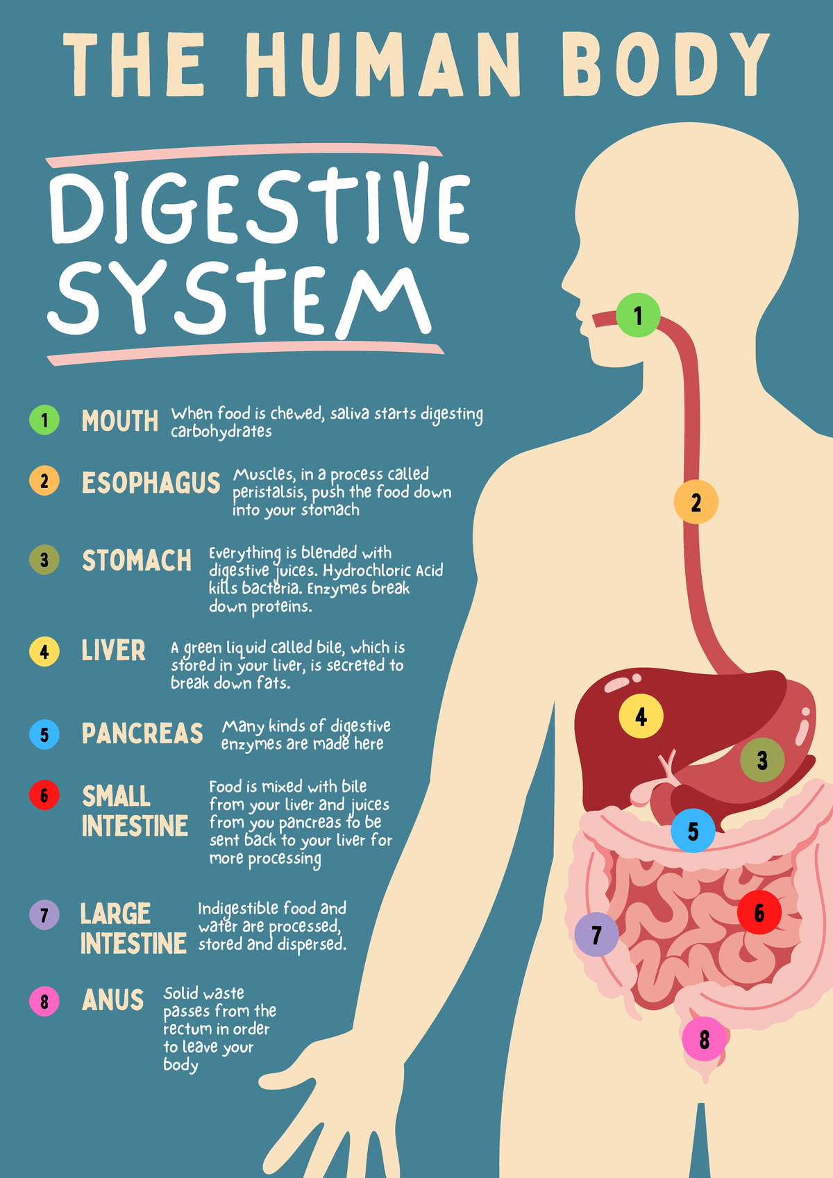 Digestive System - The human body - DIGESTIVE SYSTEM 5 1 2 3 4 6 7 8 t ...
