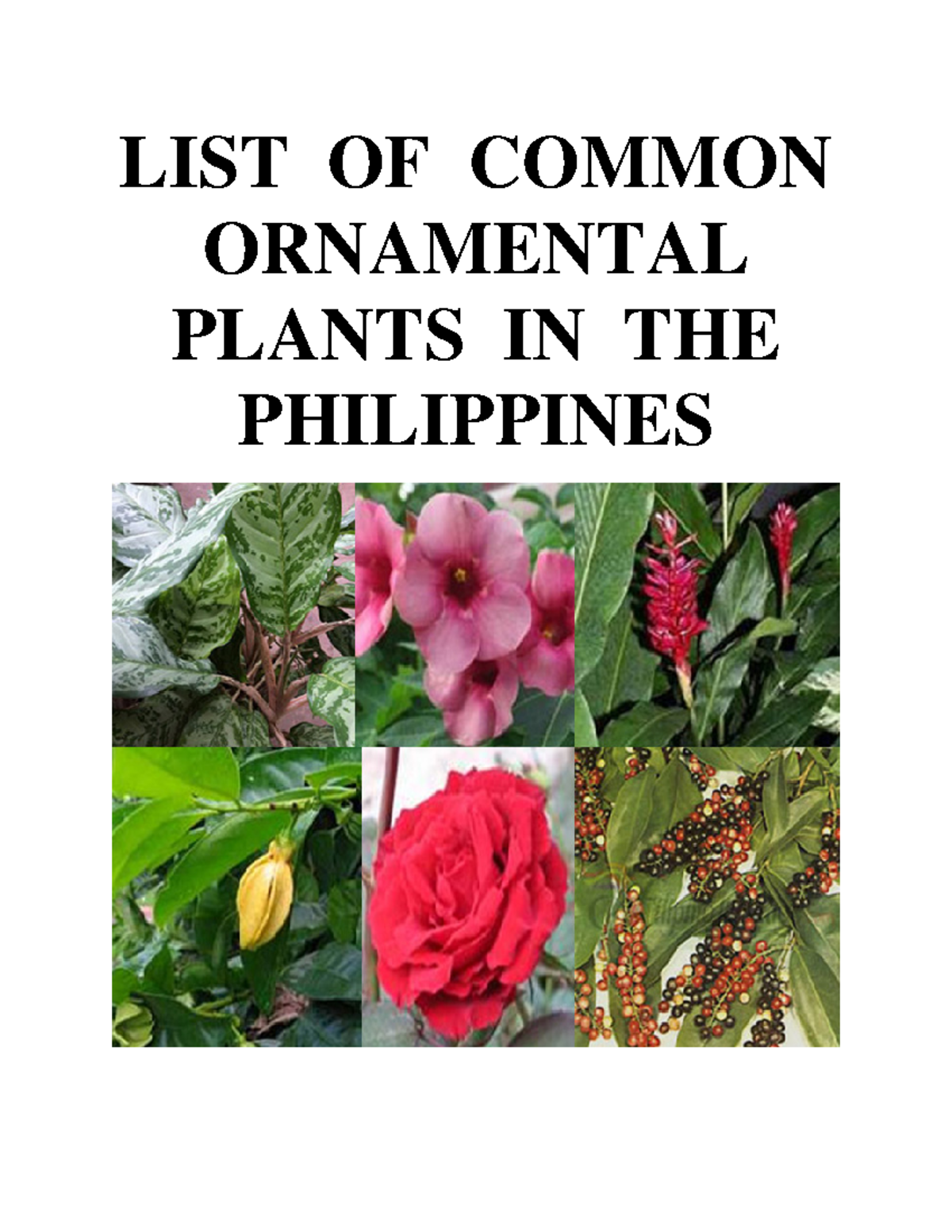 Common Ornamental Plants in the Philippines (Plant List) - Studocu
