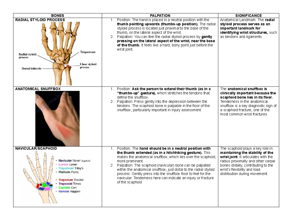 Wrist Anatomy Palpation Guide for Medical Studies: A Comprehensive ...
