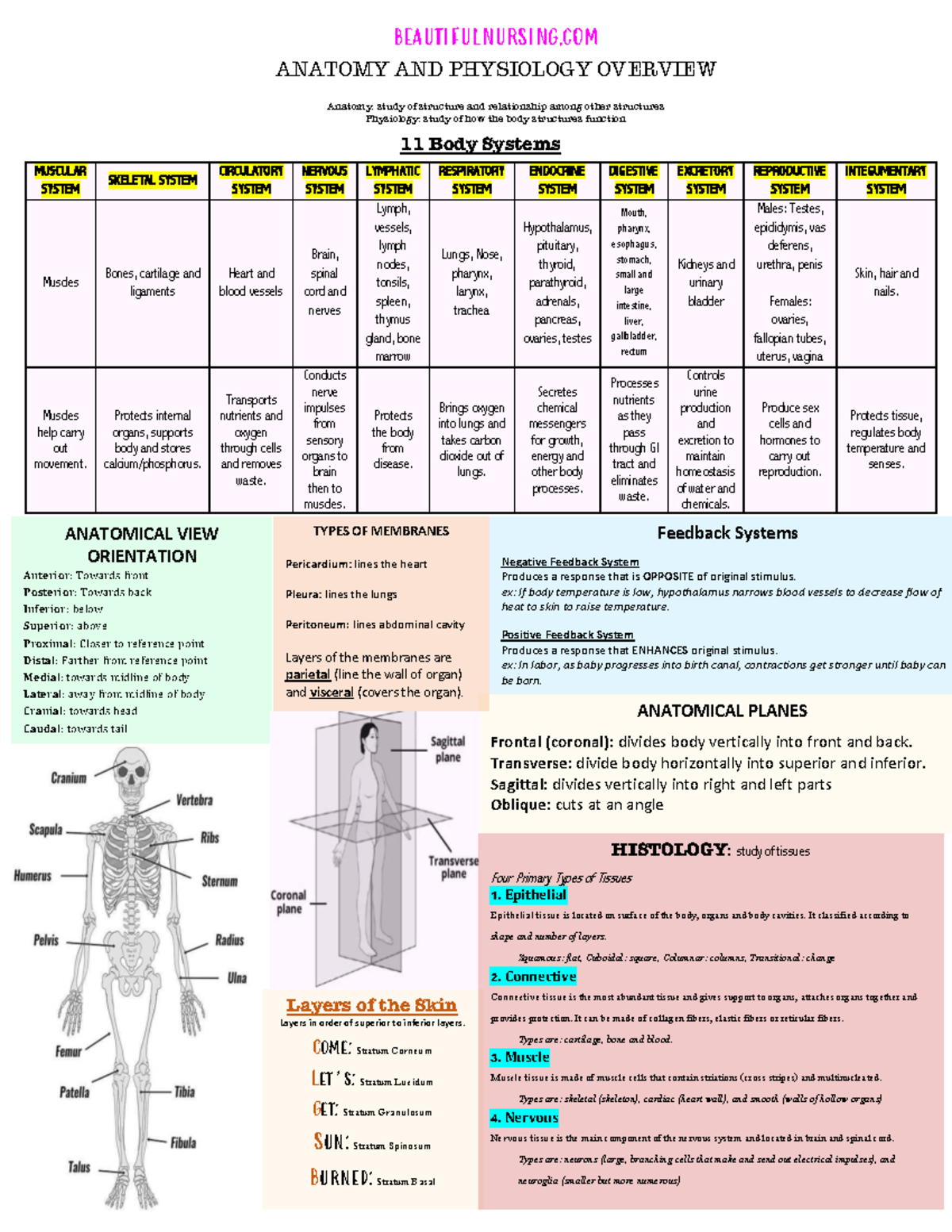 AP Beautiful Nursing - Anatomy and Physiology Review Notes - Studocu