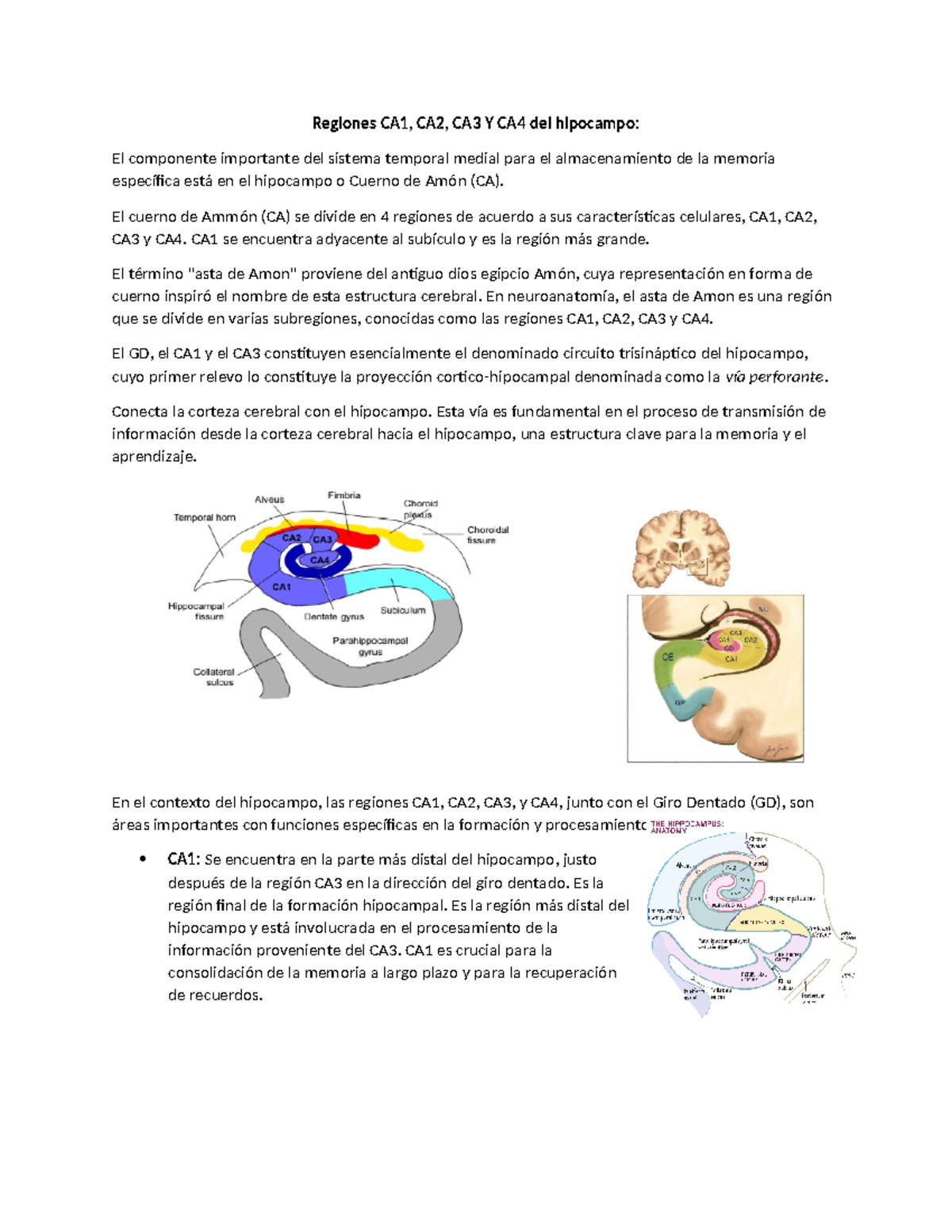 Regiones CA1, CA2, CA3, CA4 y GD del Hipocampo: Funciones y Conexiones - Studocu