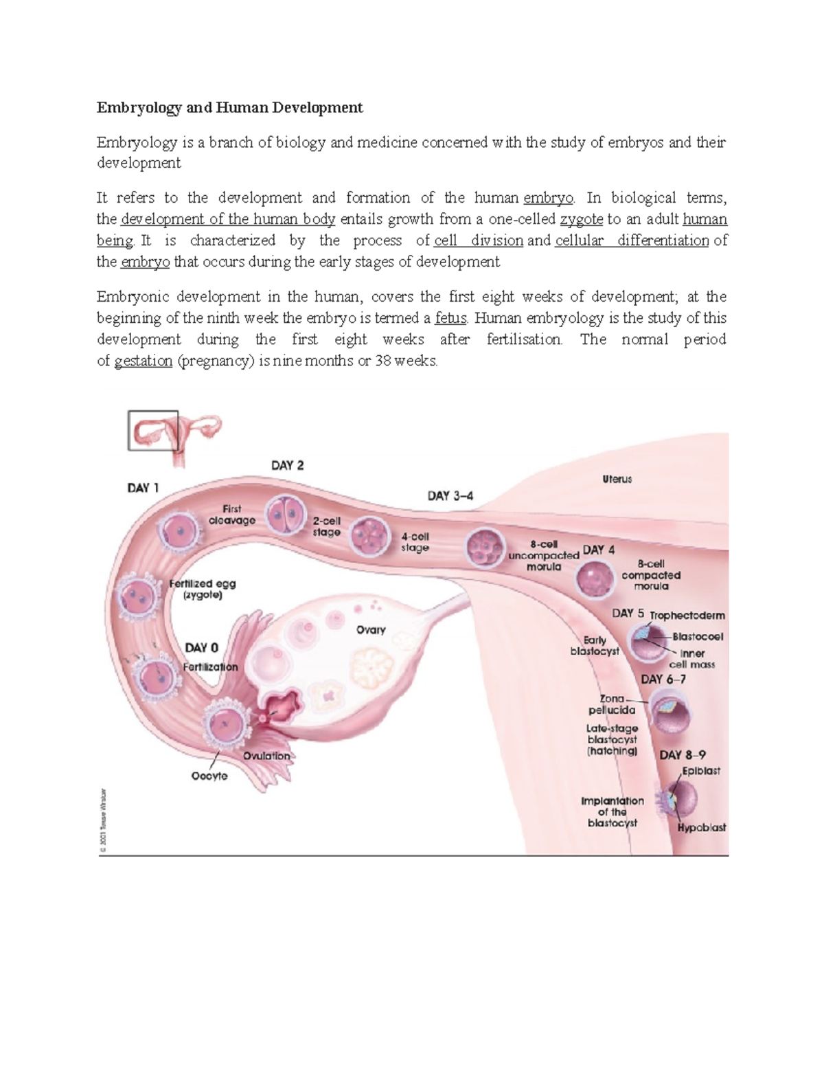 Human Embryology and Development: Key Concepts and Stages - Studocu