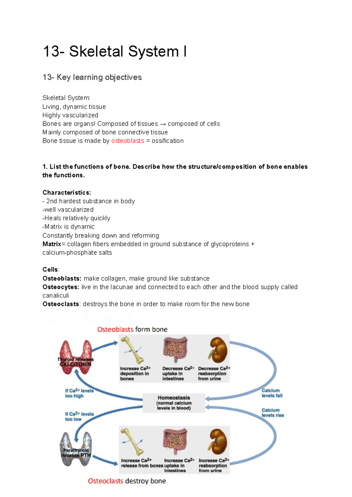 AP Skeletal System Study Objectives: Key Concepts and Functions - Studocu