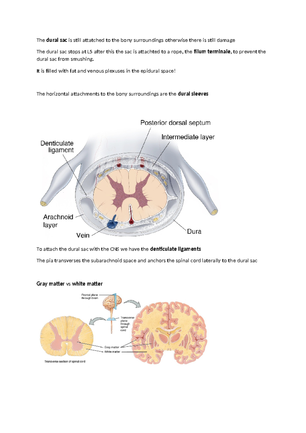 Neuroanatomy III - Aantekeningen over de Ruggengraat en Zenuwnetwerk ...