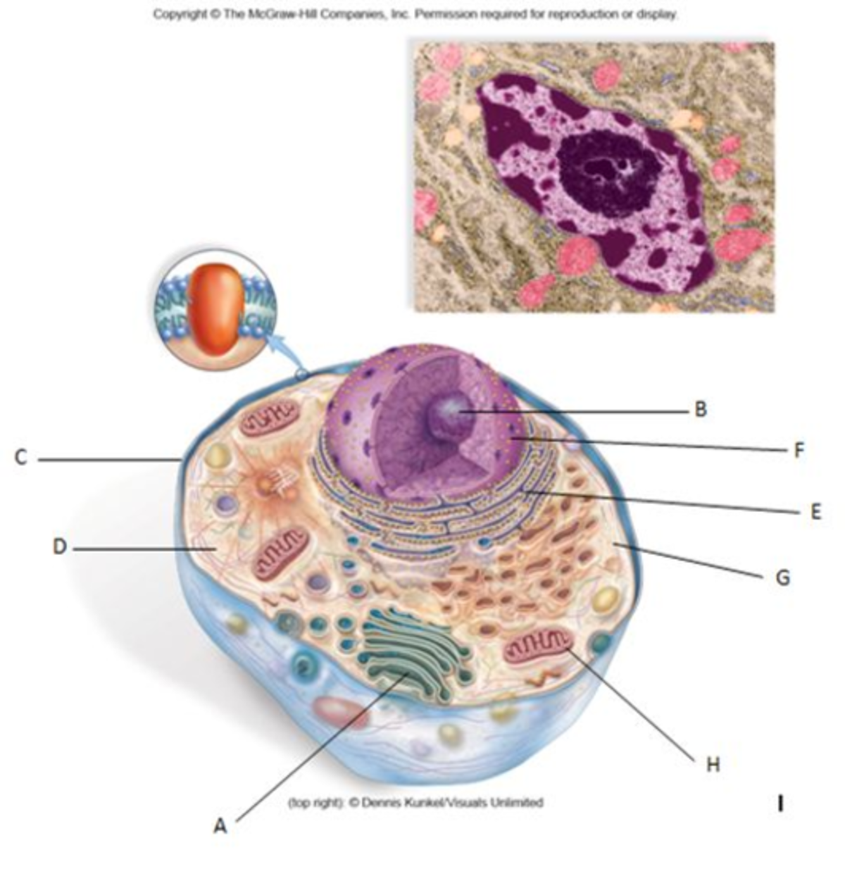 Cell - Cell diagram for exam - BIS 101 - Copyright o The McGraw Hill ...