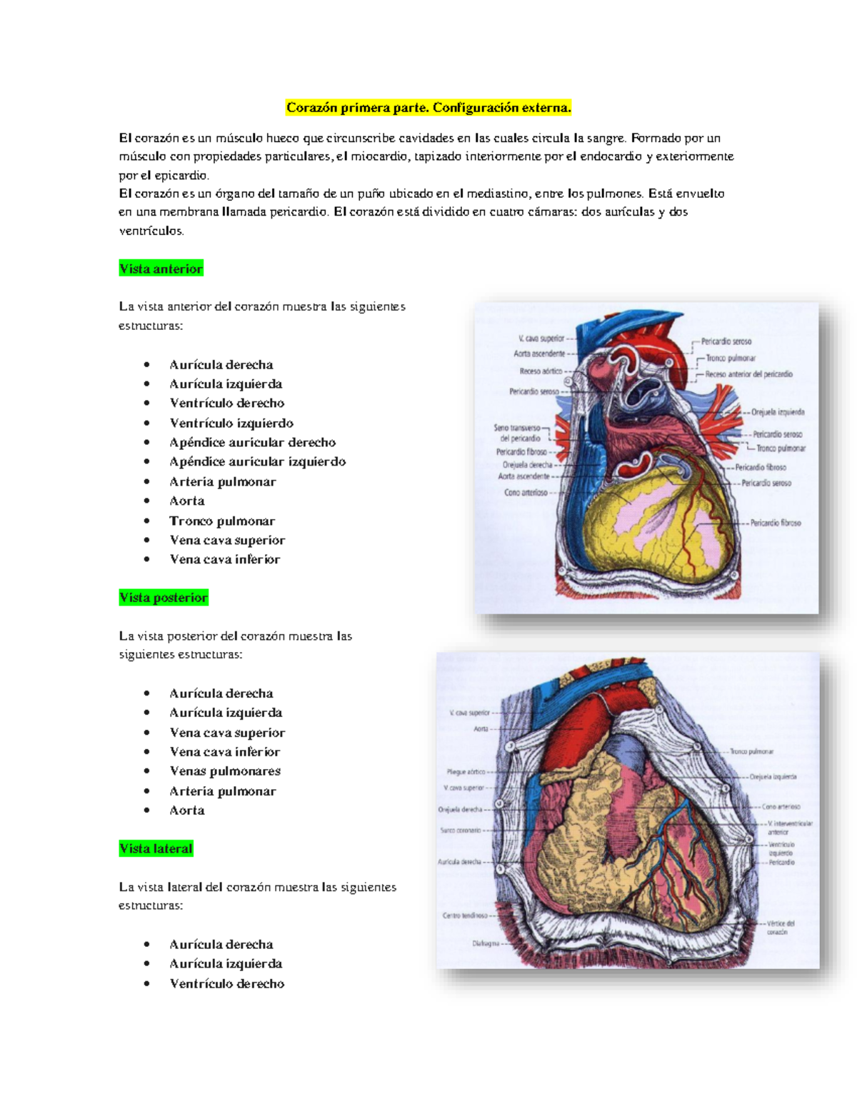 Corazón primera parte (configuración externa) - Corazón primera parte ...