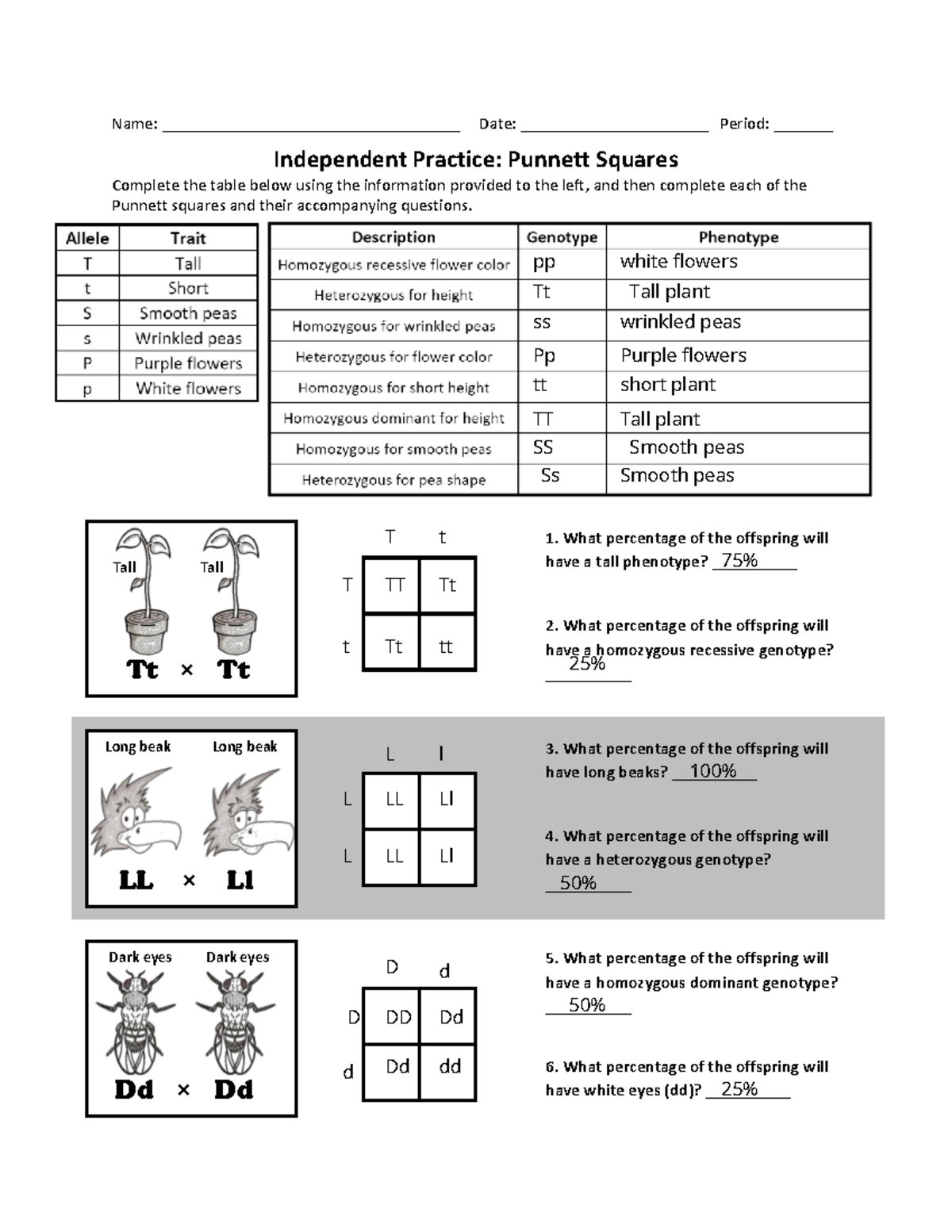 3- Punnett Square Worksheet: Independent Practice on Genetics - Studocu