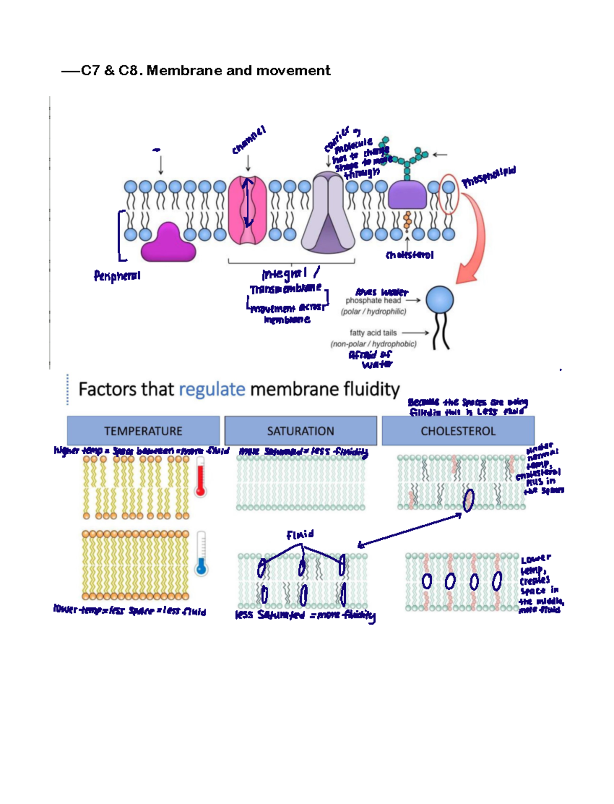 Sept 12th prep- Cells - Professor: Amanda Haage - —-C7 & C8. Membrane ...