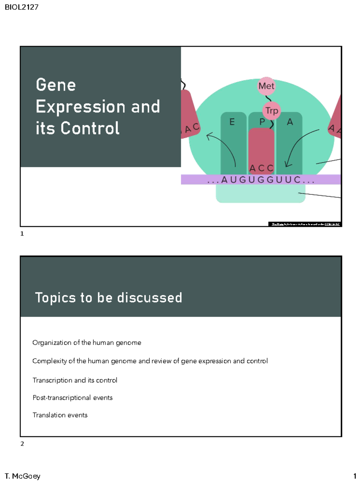 Gene Expression & Control in BIOL2127: Overview of Transcription and ...
