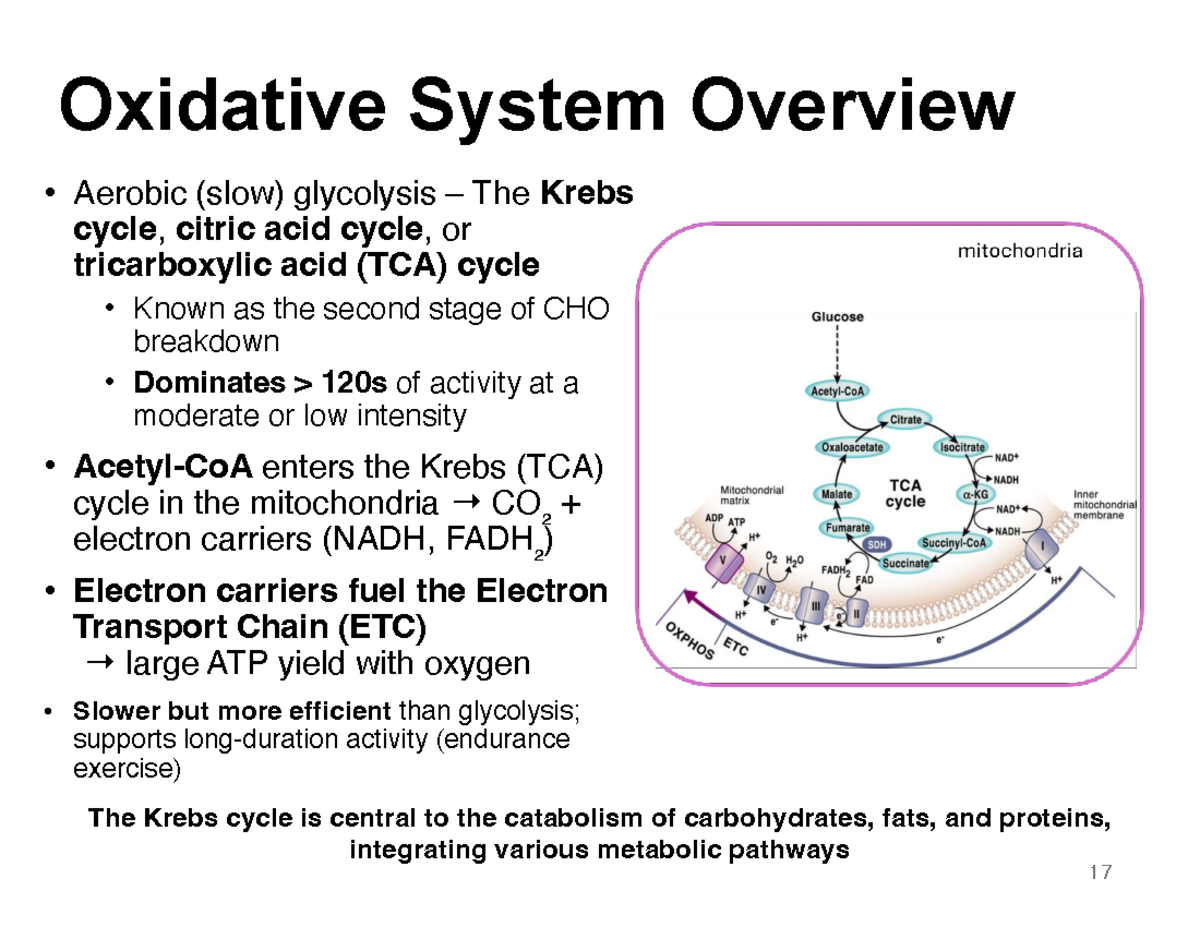 EDKP 395 - Lecture 2: Overview of Aerobic ATP Synthesis and Metabolism ...