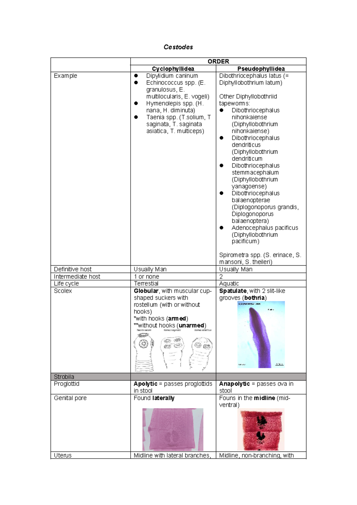 Cestodes Overview: Classification, Hosts, and Life Cycles - Studocu