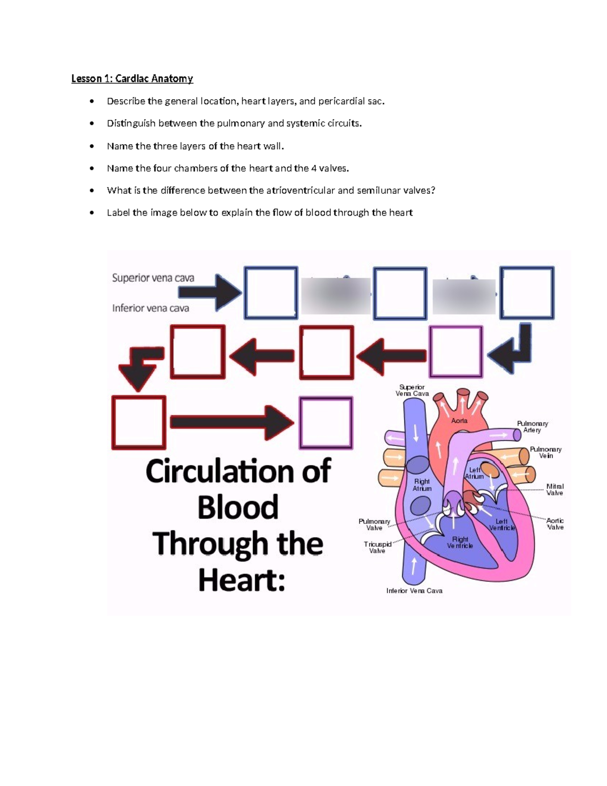 Lesson 1: Cardiac Anatomy & Heart Reading Guide (Week 2 Mod 2) - Studocu