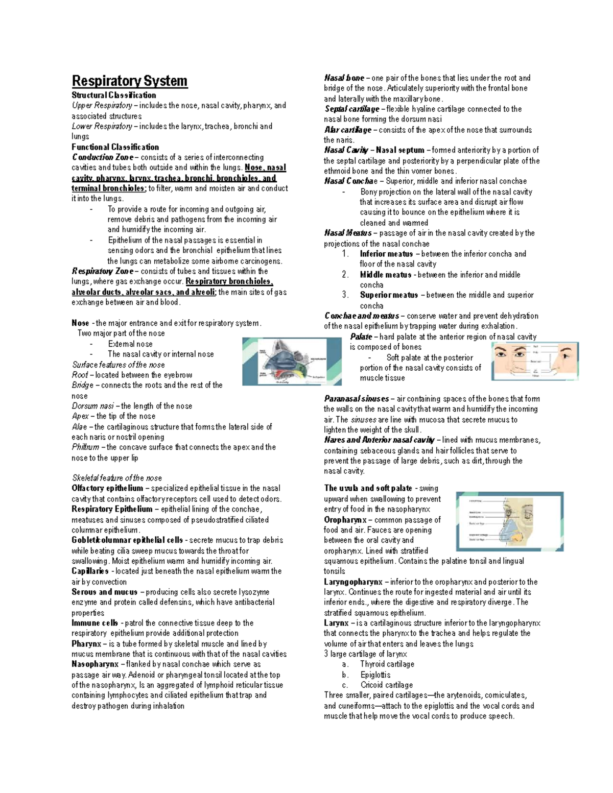 Respiratory System Structure & Function: A Comprehensive Overview (BIO ...