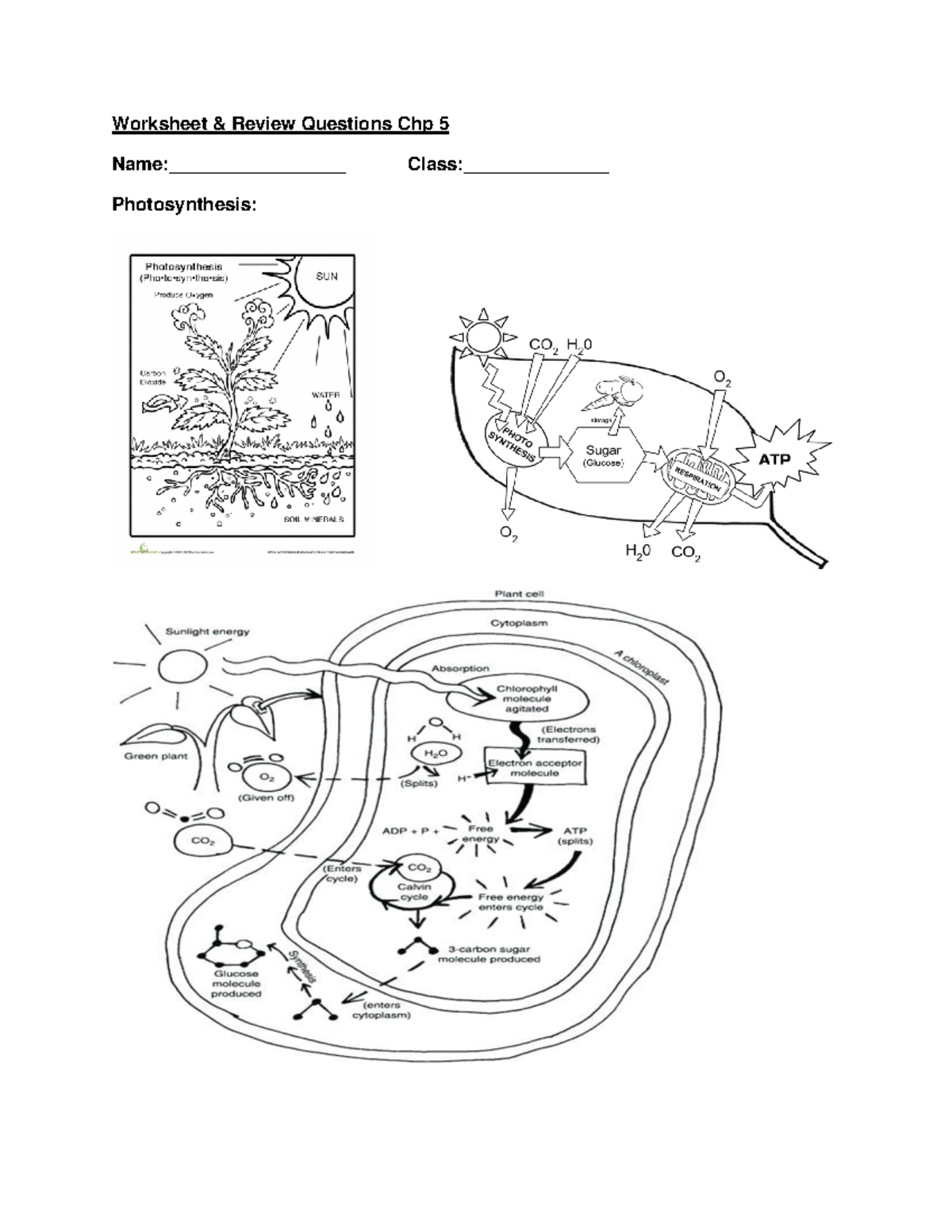 Cellular Respiration & Photosynthesis Worksheet - Chp 5 - Worksheet ...