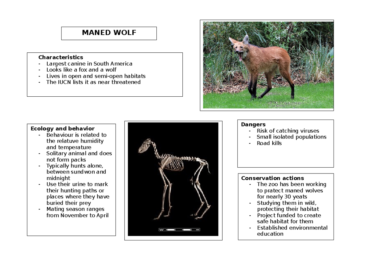 IUCN Maned Wolf Case Study: Endangered Species Overview - Studocu