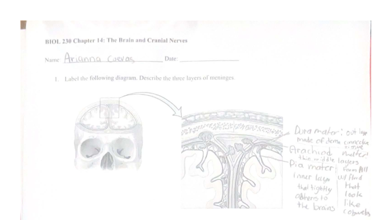 BIOL 230 Chapter 14: The Brain, Cranial Nerves & CSF Functions - Studocu