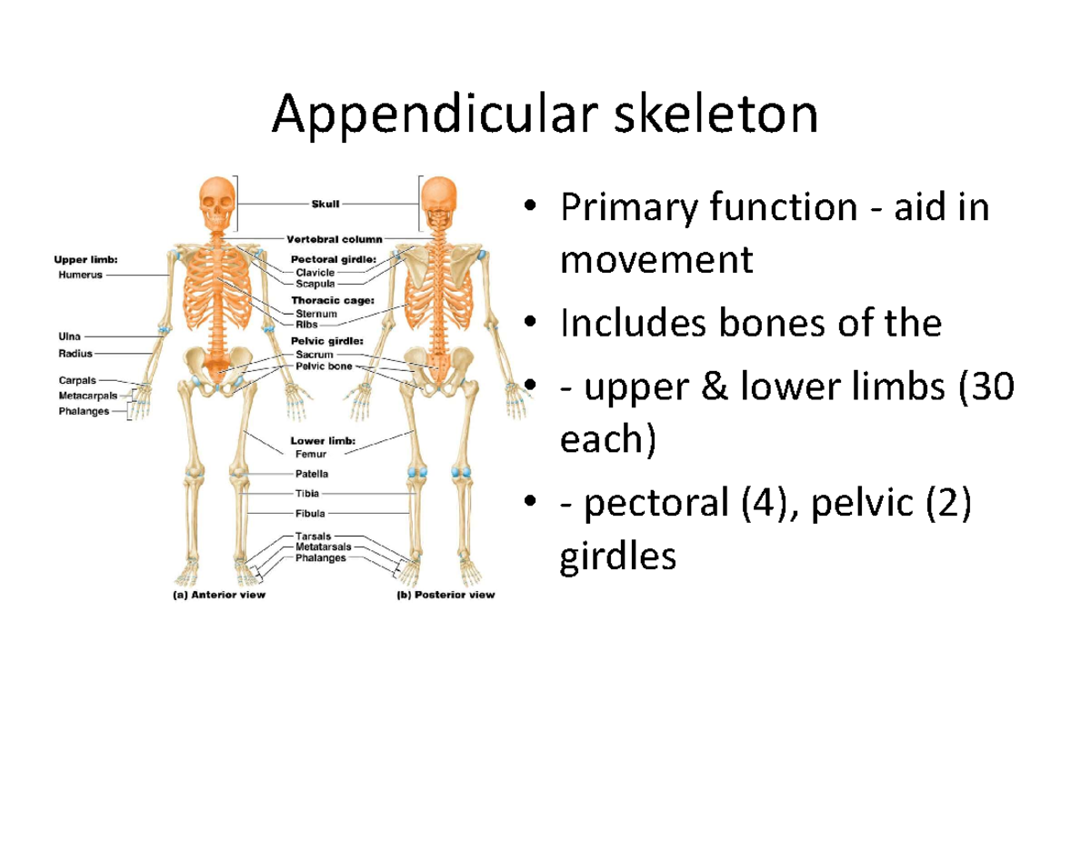 Appendicular Skeleton Structure and Function - A Study Guide (Course ...