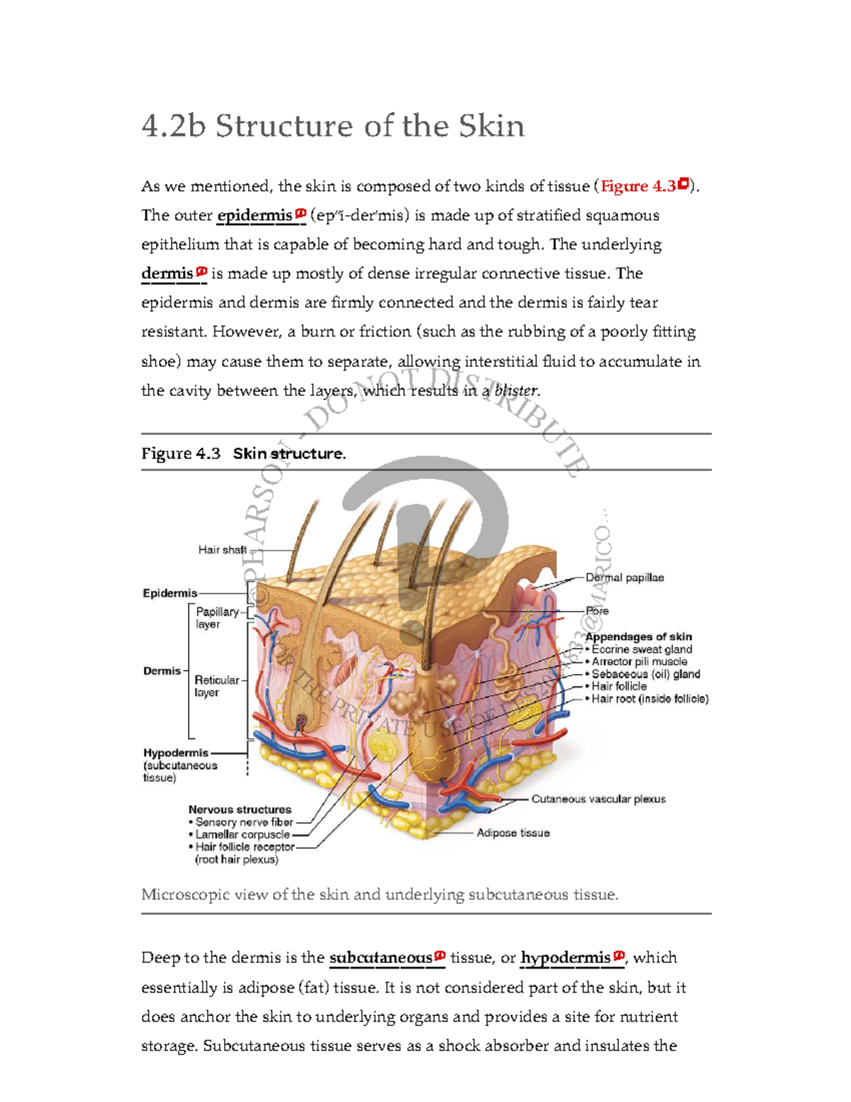 Skin Structure and Function Overview (MARI4234) - Studocu
