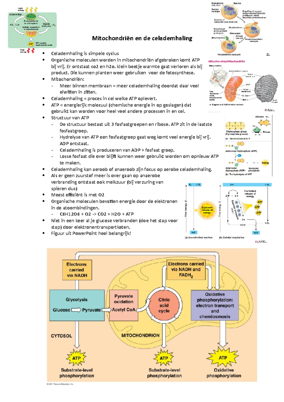 cellen (plantaardige cel) - Plantaardige cel Organellen Celwand ...