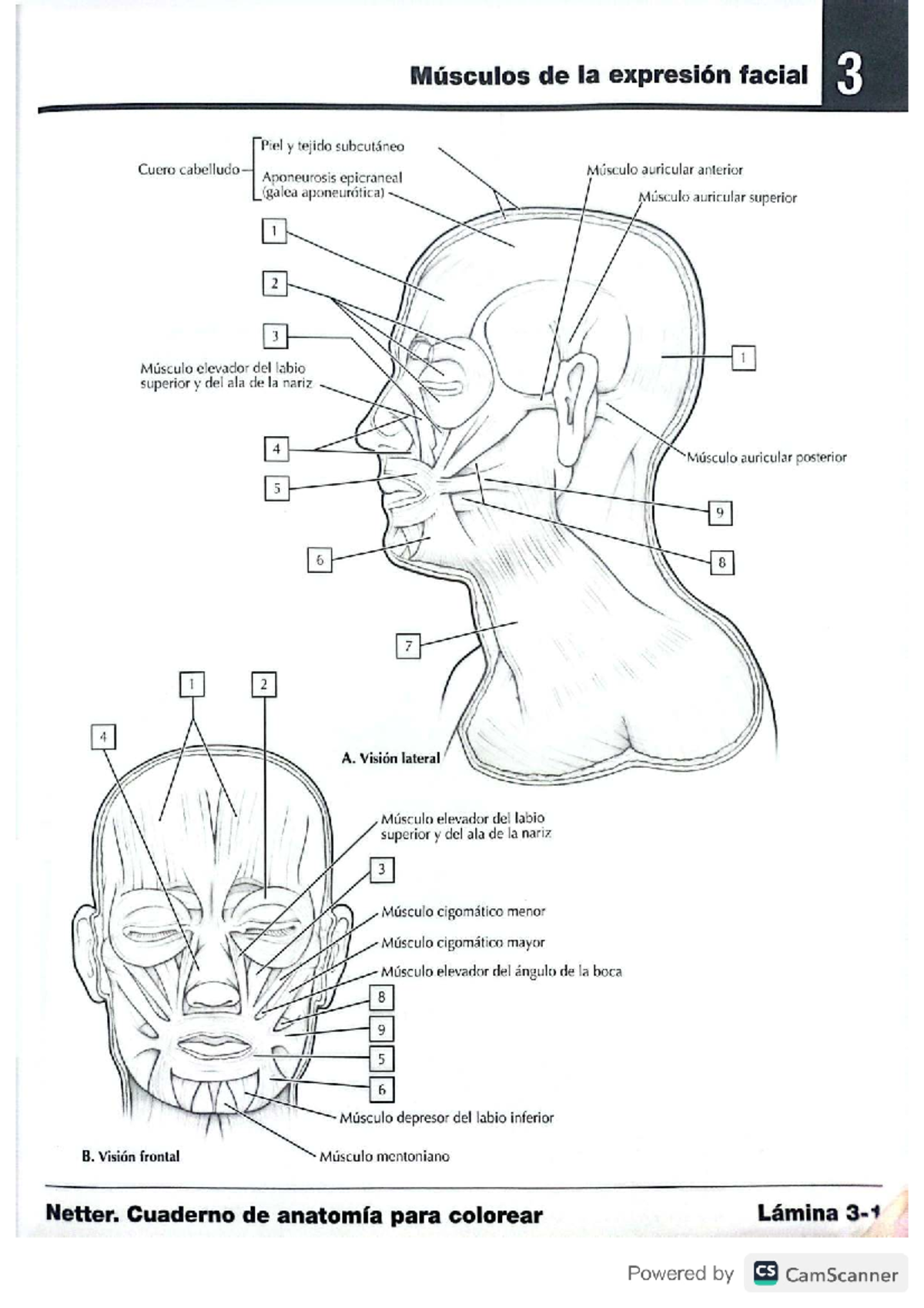 Músculos de la cabeza y cuello: Anatomía y funciones - CS - Studocu