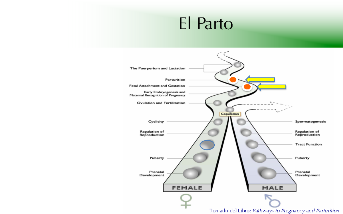 2018-Pathways to Pregnancy & Parturition: Parto y Hormonas - Studocu