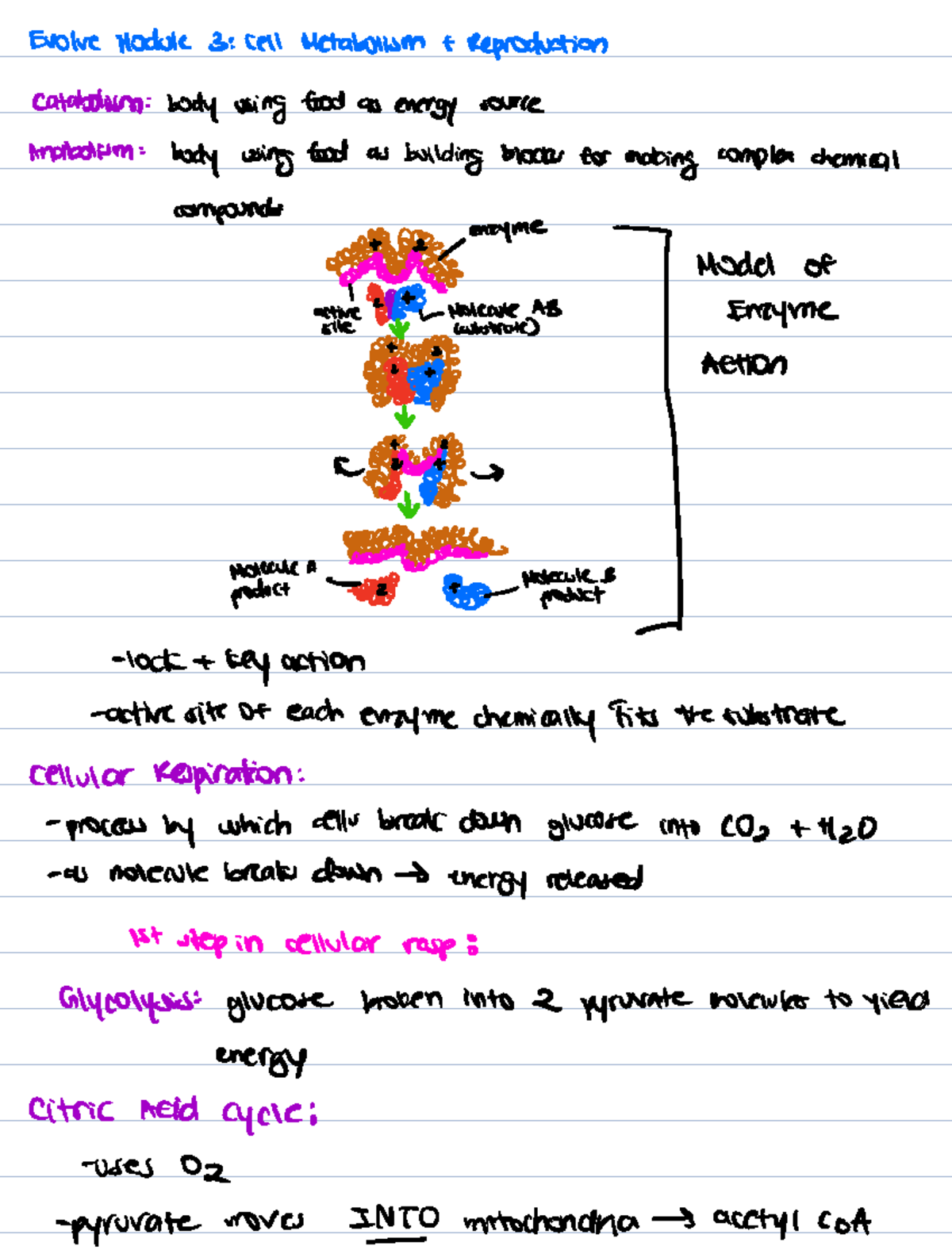 Evolve Module 3: Cell Metabolism & Reproduction Notes - Studocu