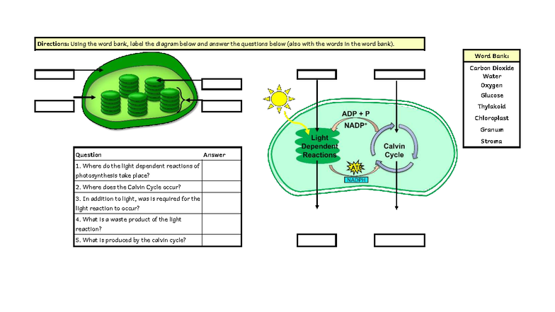 Chloroplast Function and Photosynthesis Diagram Activity - Directions: Using the word bank ...