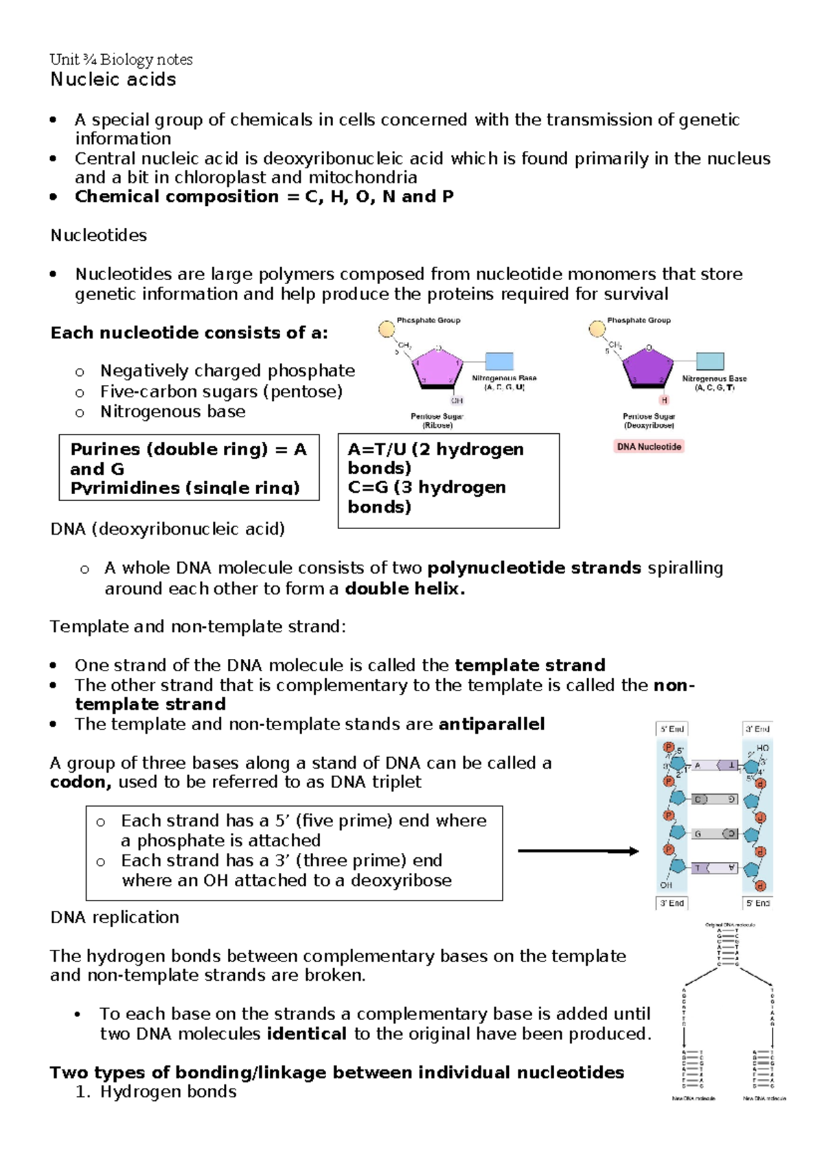 Unit 3-4 BIOL: Comprehensive Notes on Nucleic Acids & Protein Synthesis ...